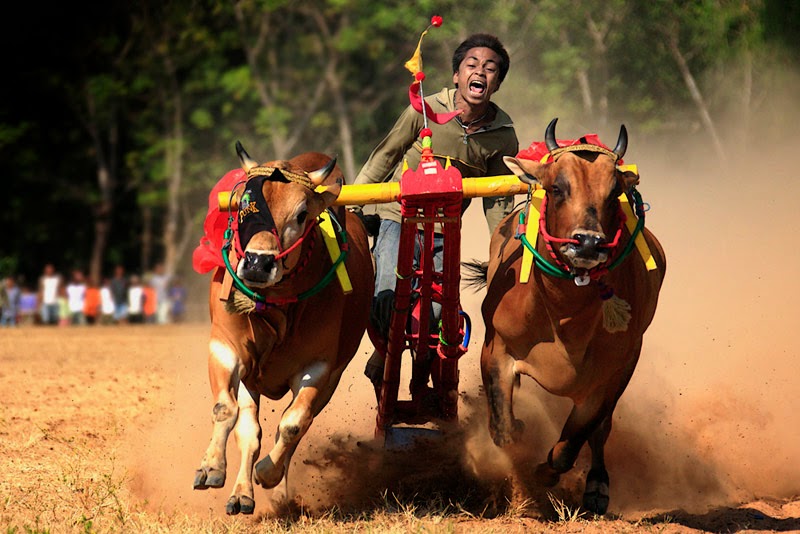 Karapan Sapi a Cow Racing in Madura Island | Indonesian Islands Culture ...