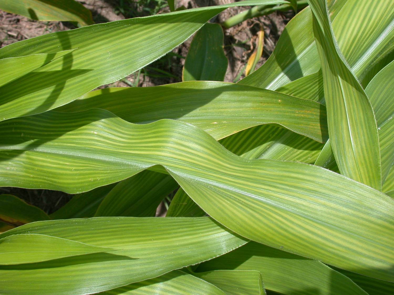 Managing Plant Nutrients Sulfur An Overlooked Nutrient Are You managing-plant-nutrients-sulfur-an-overlooked-nutrient-are-you