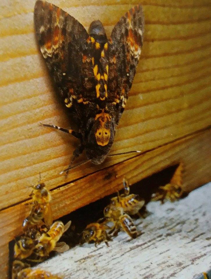 Voskov moljac i američka gnjiloća gnijezda - Pčelarstvo za početnike