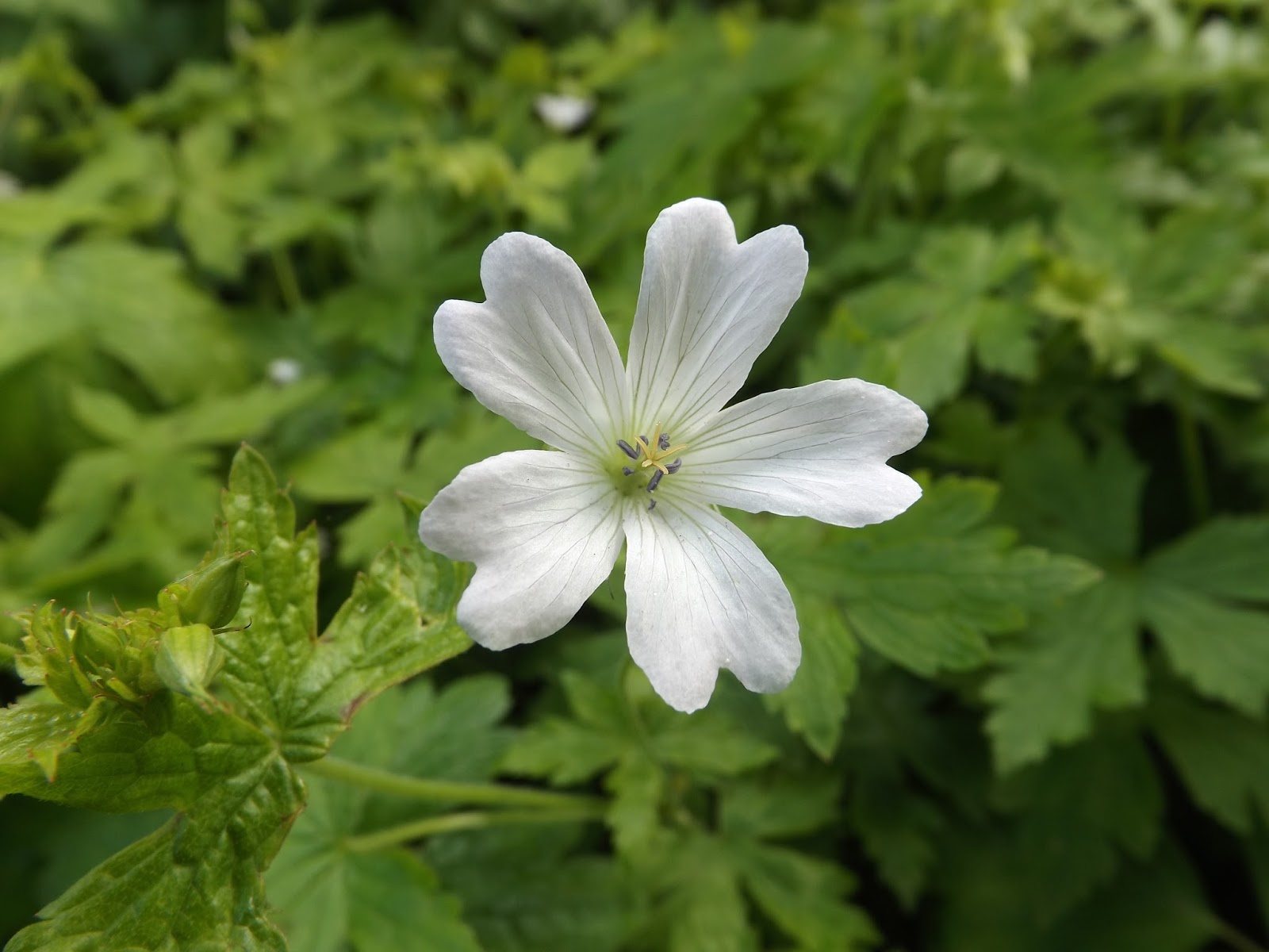 Le Jardin de la Salamandre: Autres géraniums