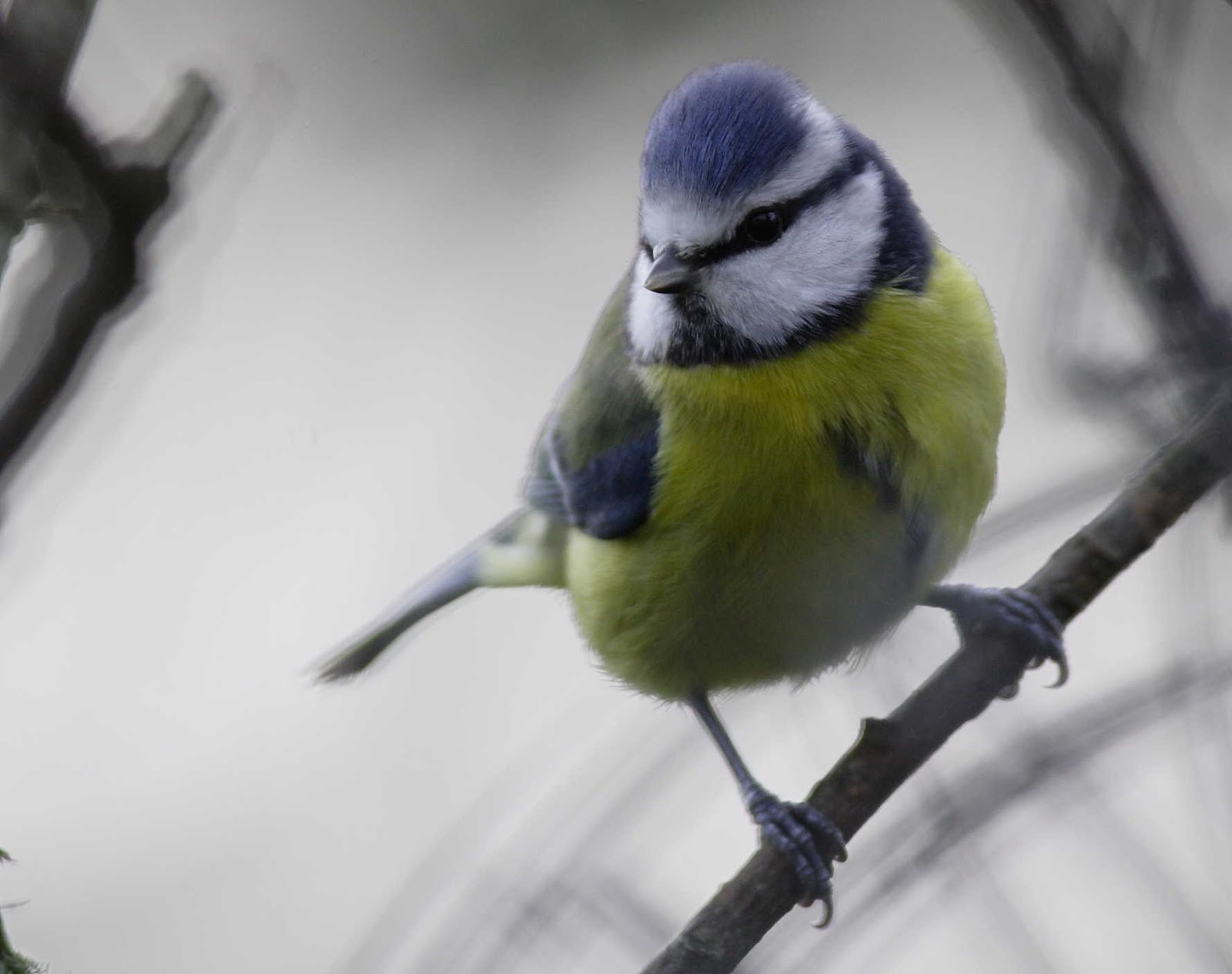 Wildlife in Cornwall: A Selection of Local Birds After a Sunday Walk ...