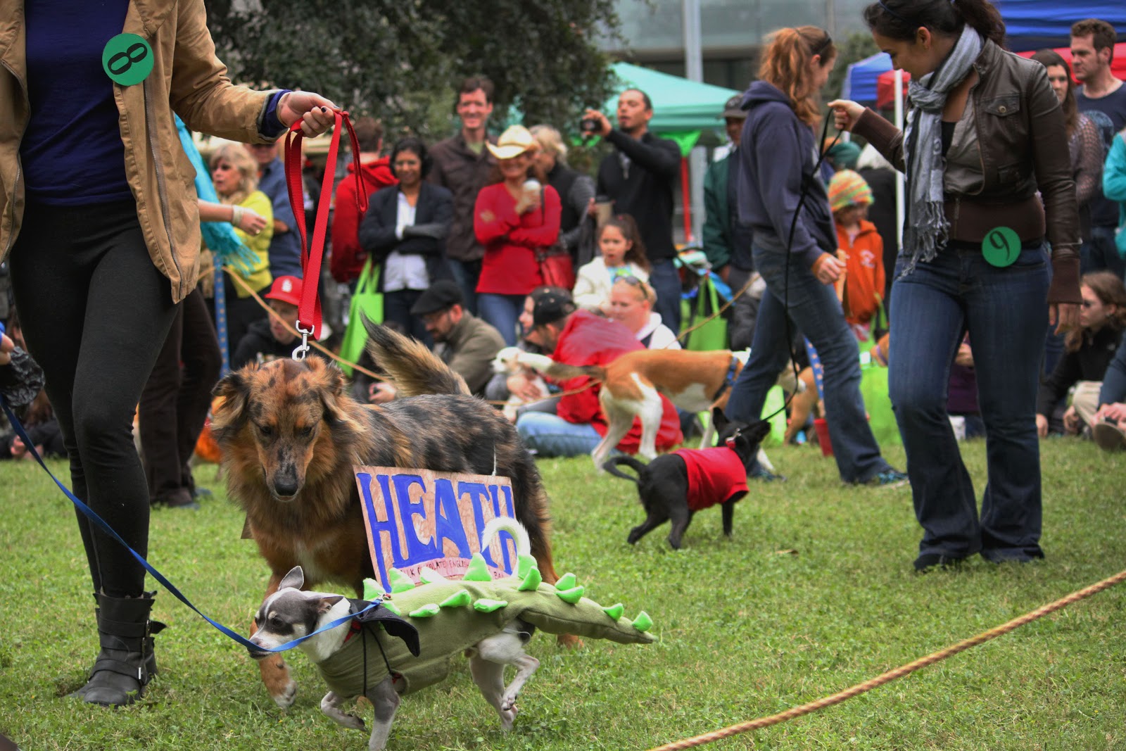 Miriam Rousseau: Midtown Mutt-Minster Dog Show
