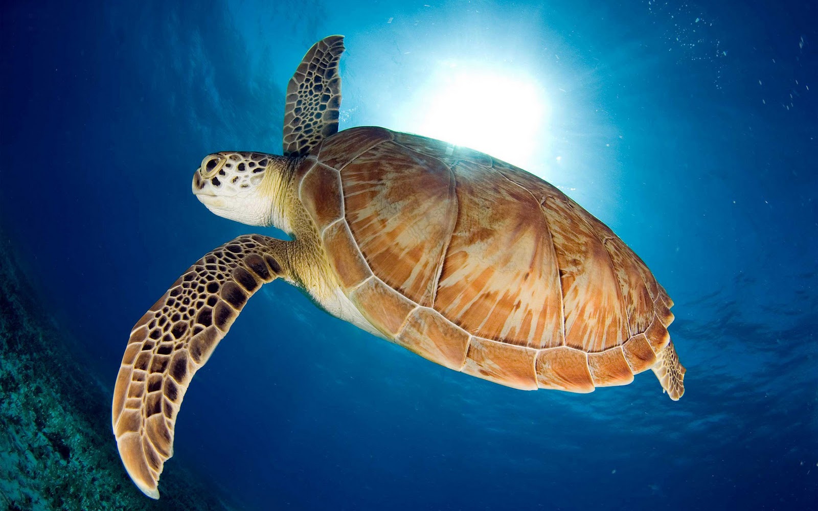 Schildpad Wallpapers