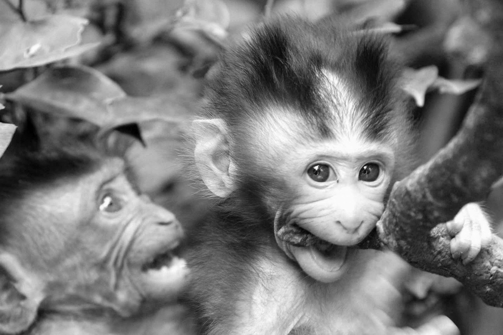 crusty paparazzi: monkey magic