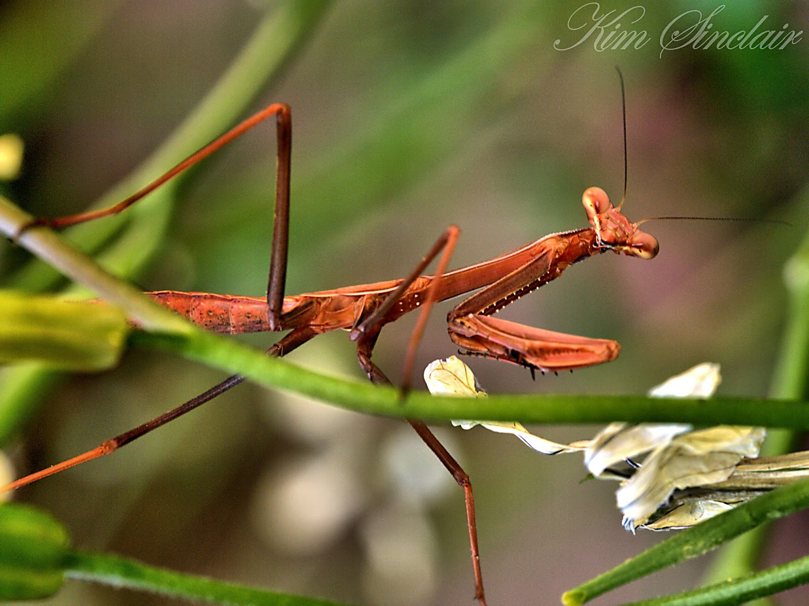 Mantid Microcosm