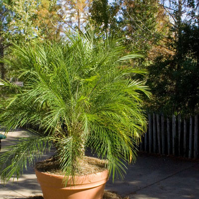 The Rainforest Garden: Tropical Looking Palms for Marginal Zones