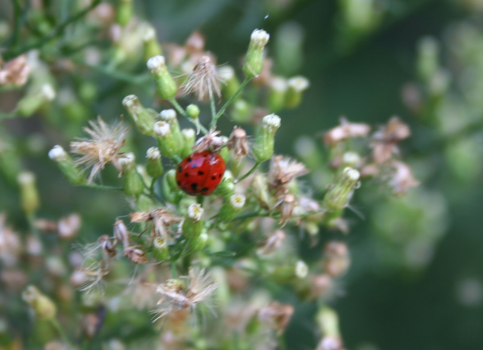 Pine Lake: The Blog: September 2012