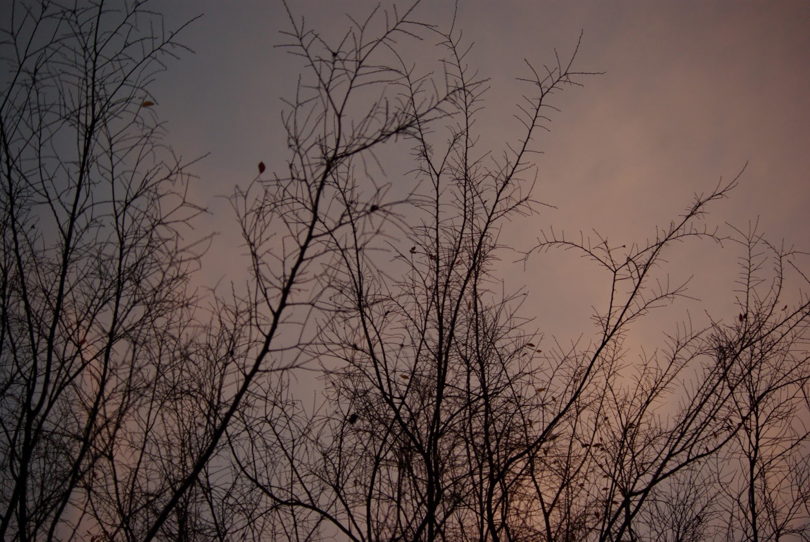 Robbin Neff Photography