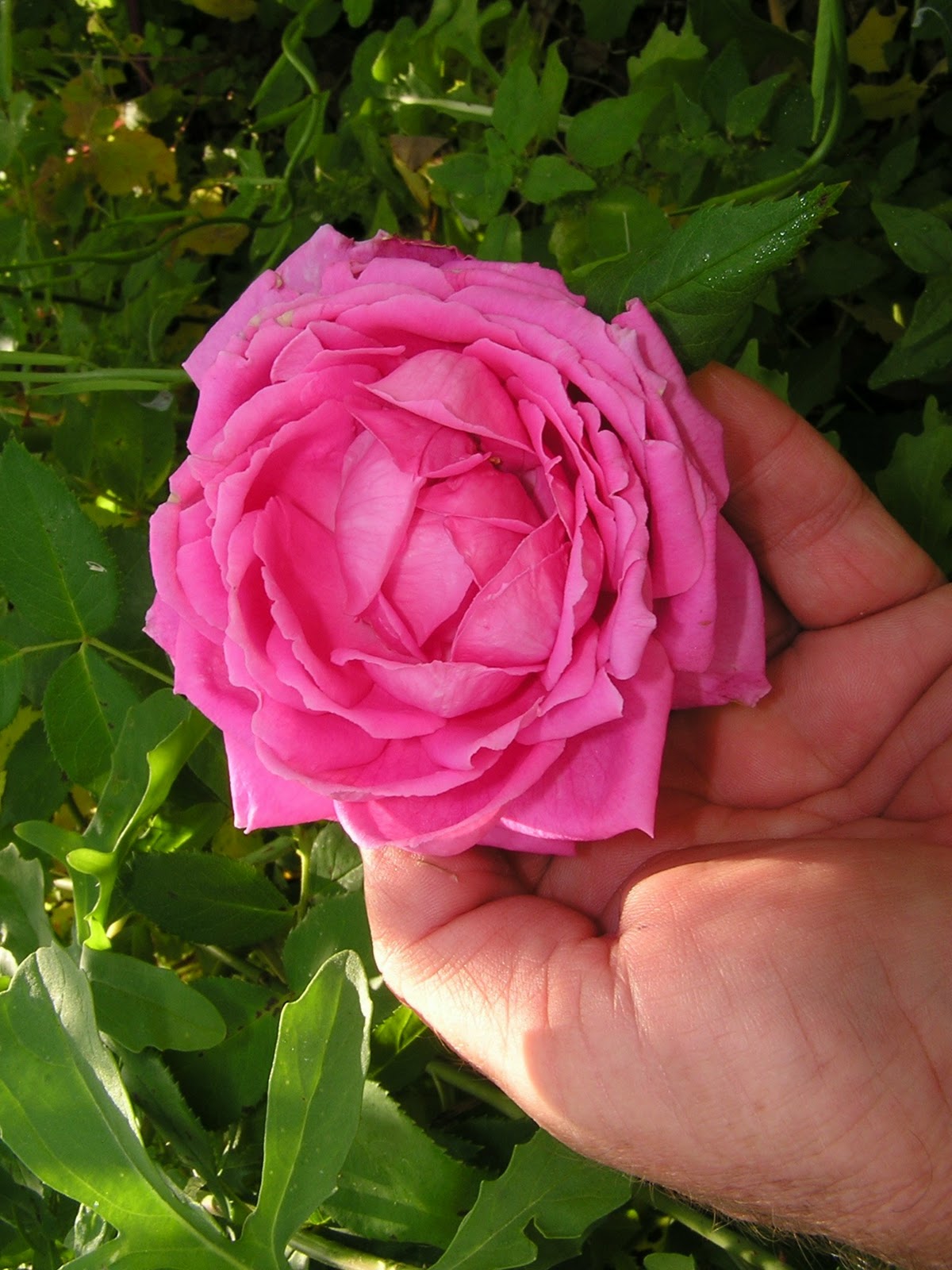 ROSEGASMS: March 2012