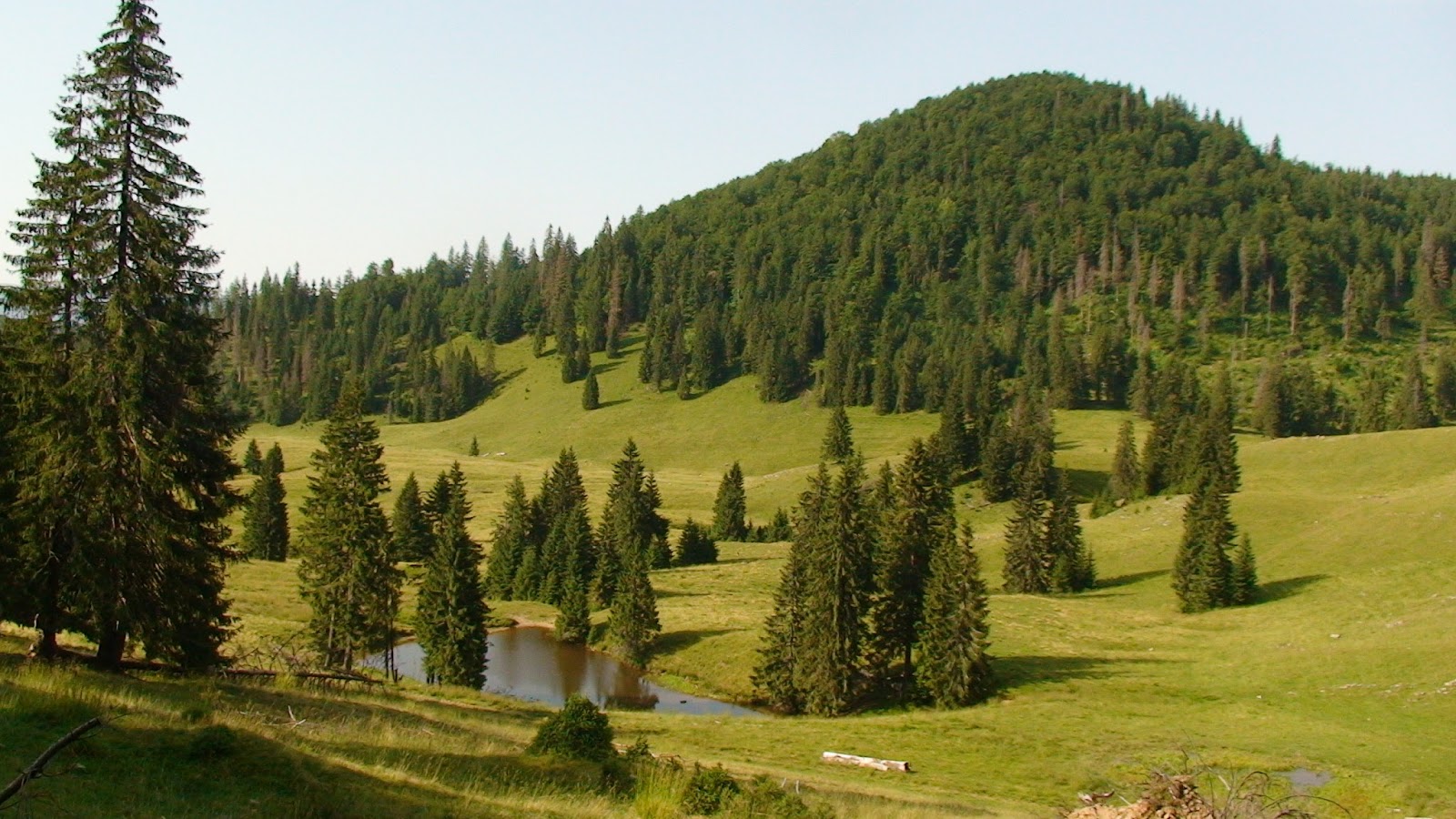TUDOR PHOTO BLOG: Poiana Varasoaia din Padis - Muntii Apuseni,judetul ...