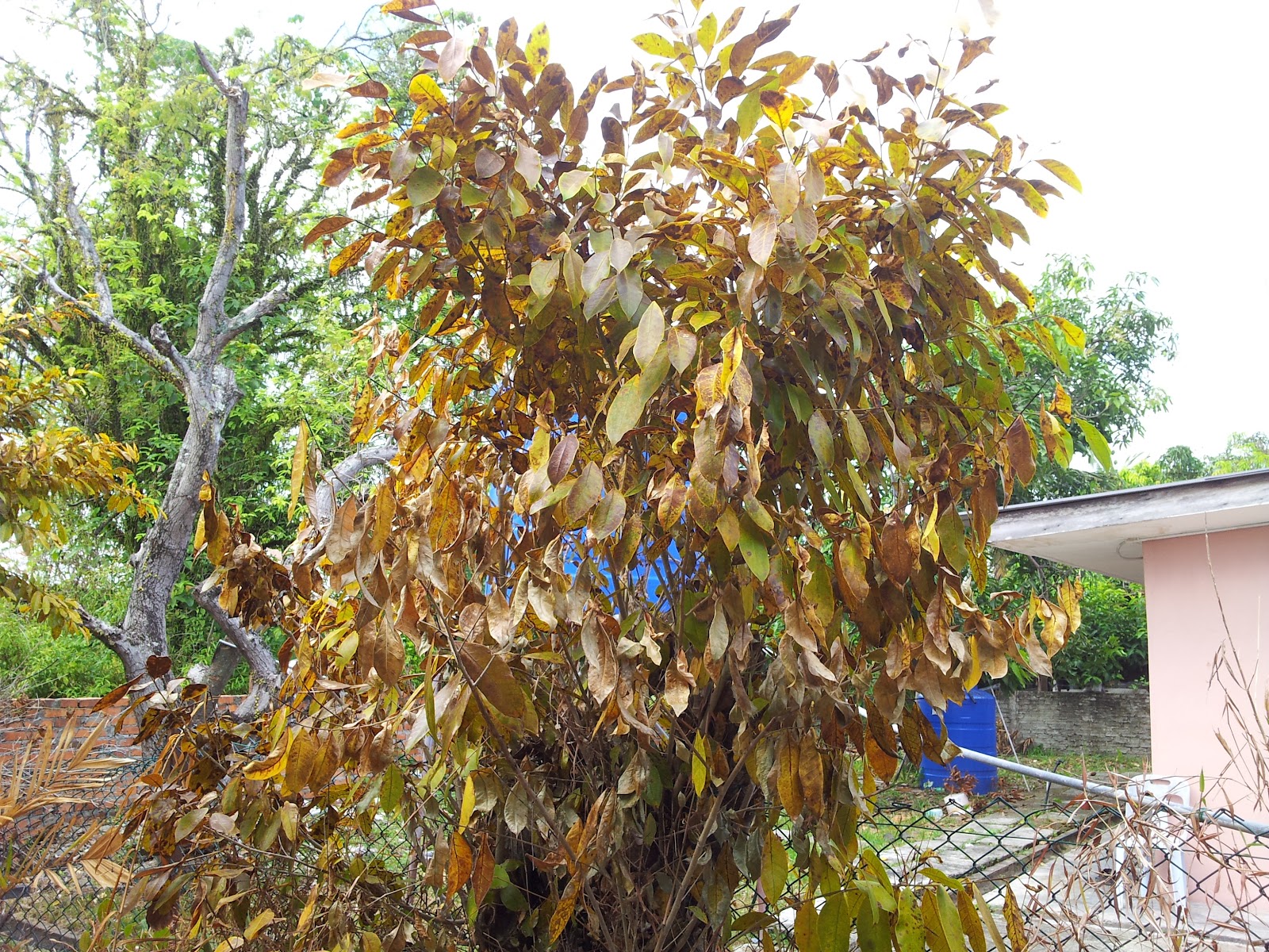 Cara Nak Matikan Pokok Besar - DianarosBowen