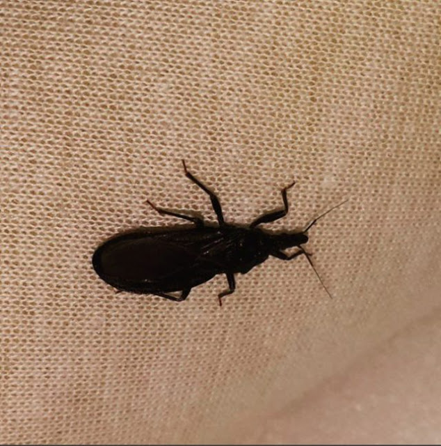 Top TT : Si encuentras uno de estos insectos en tu casa, ve ...