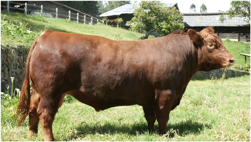 Generalidades de la Ganadería Bovina.: Angus