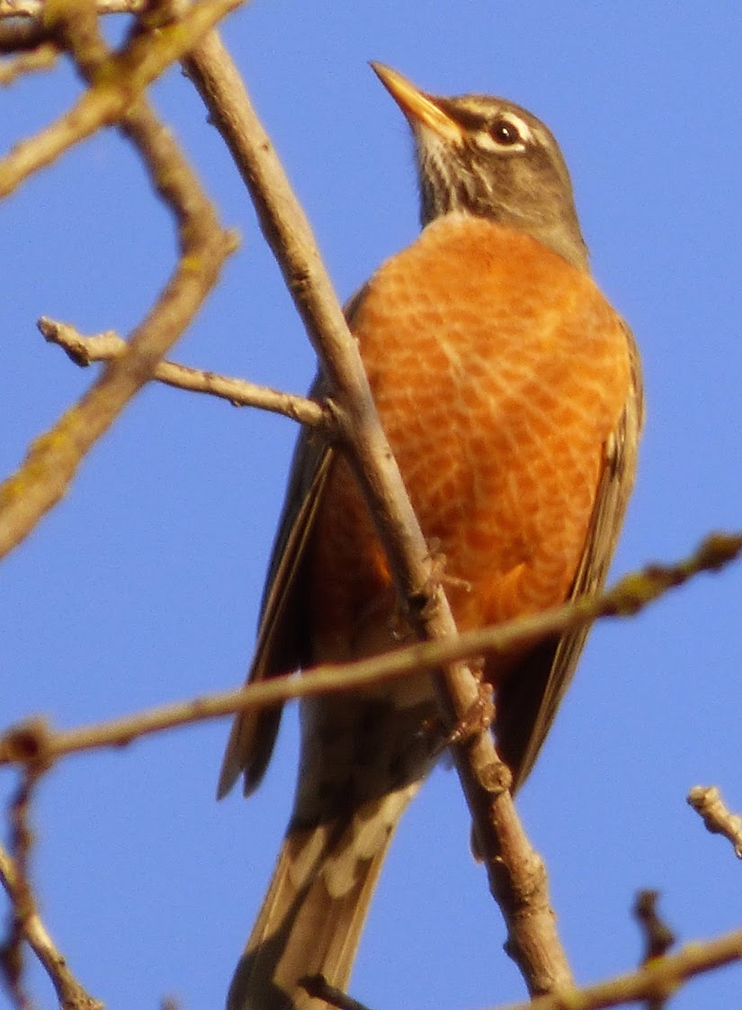 Geotripper's California Birds: Bird of the Day: Wondering Where Your ...