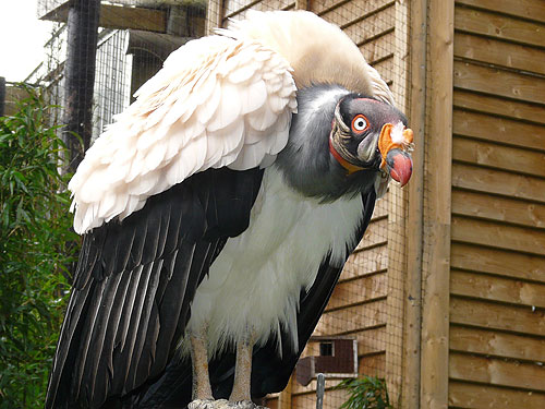 FAUNA DE VENEZUELA: Zamuro Rey (Sarcoramphus papa)