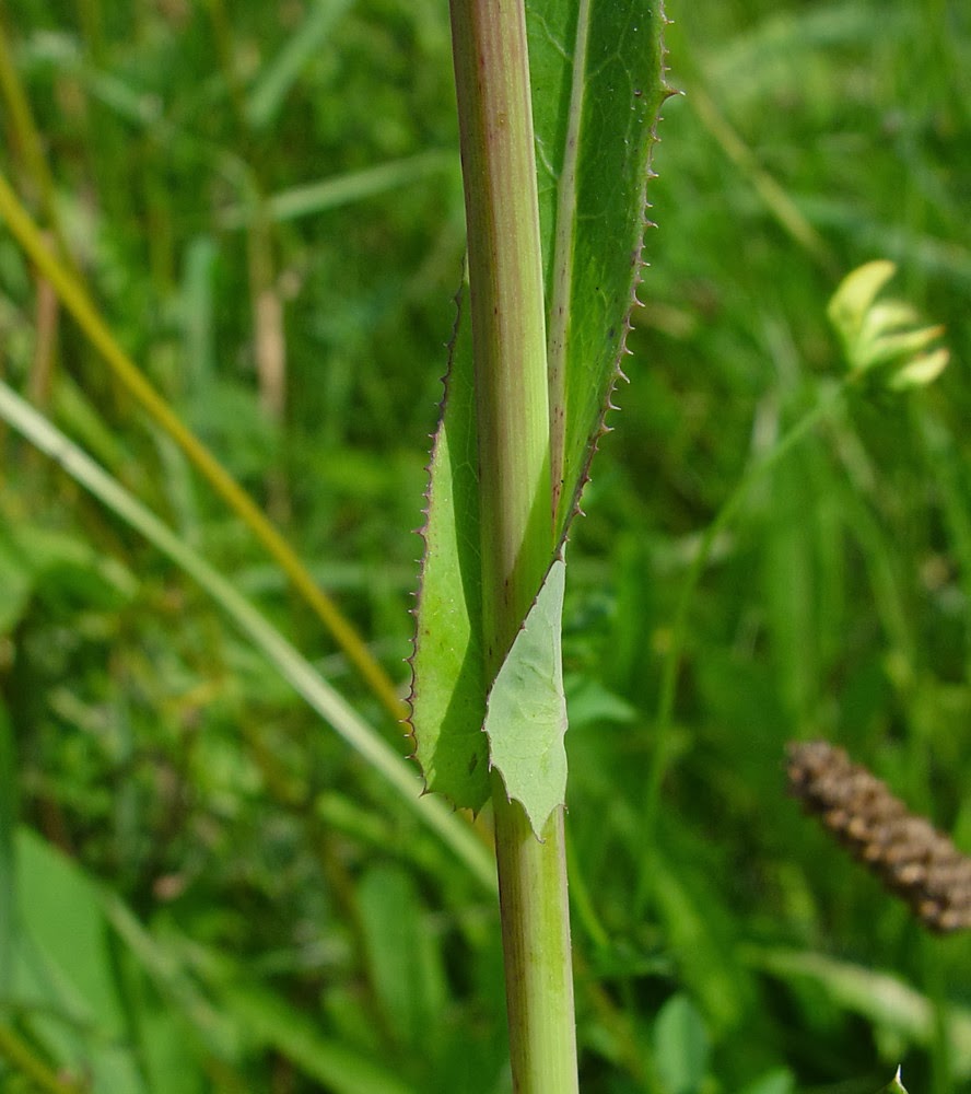 Ramuan Herbal: Tempuyung (Sonchus arvensis L.)