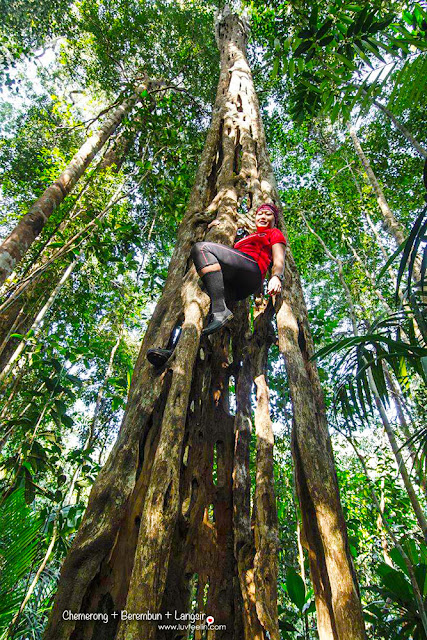 Chemerong Waterfalls＋Gunung Berembun＋Langsir Waterfalls (CBL) 登嘉楼高山瀑布露营 ...