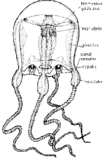 Astounding Creatures of the Sea: The Box Jellyfish