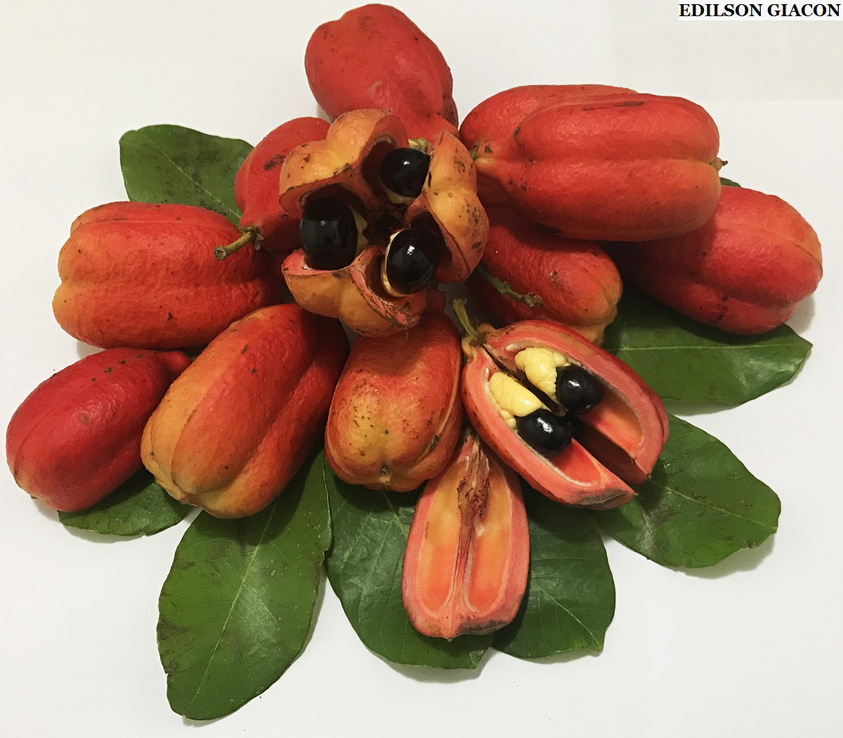 Viveiro Ciprest - Plantas Nativas e Exóticas: Akee ou Castanha Africana ...