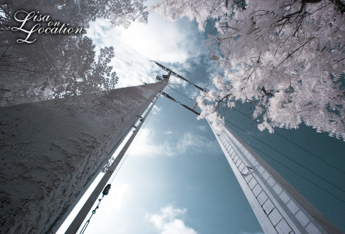 Lisa Marcos Wallpaper