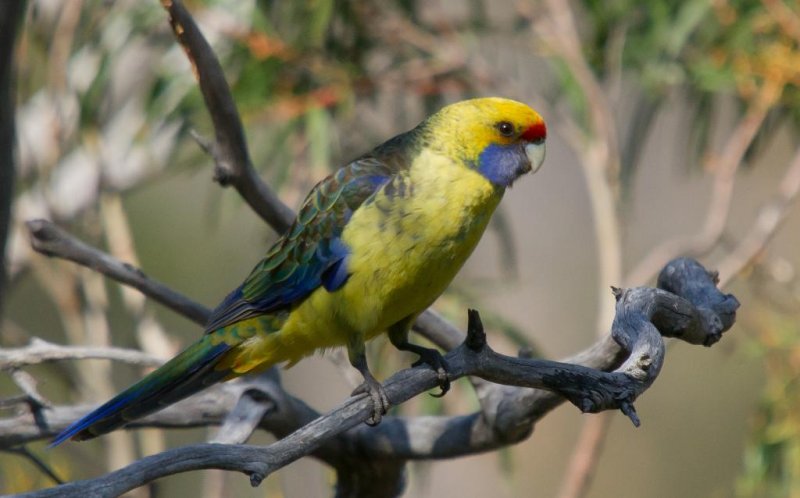 The Australian Rosella - Parrots Belonging to the Eight Species of Rosella