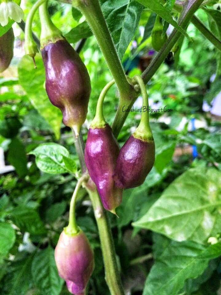 JUAL BENIH CABE HIAS