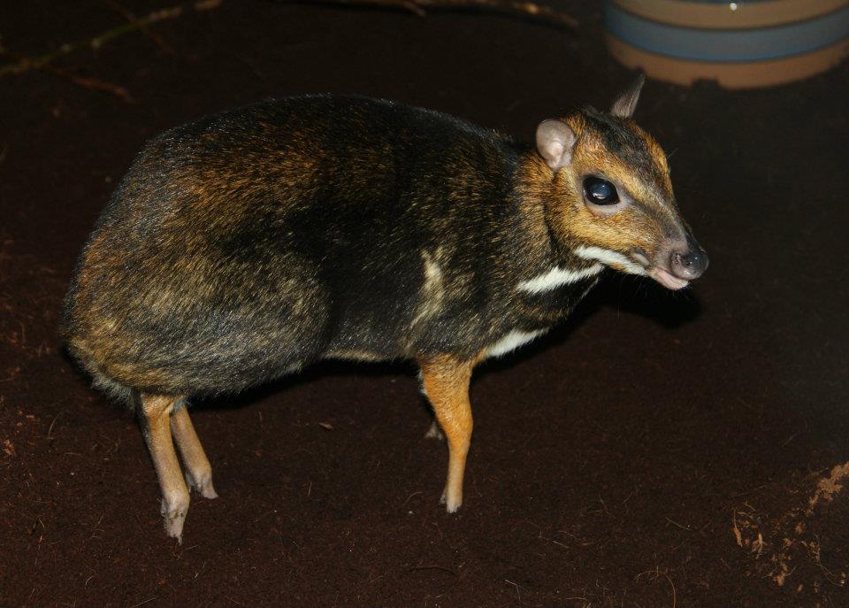Los ciervos ratón. Los rumiantes más pequeños.