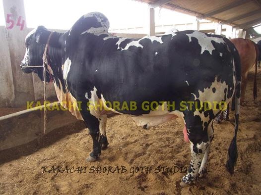 Bakra Eid 2014 - Photos and Videos of Qurbani Cows and Bakras: Captain ...