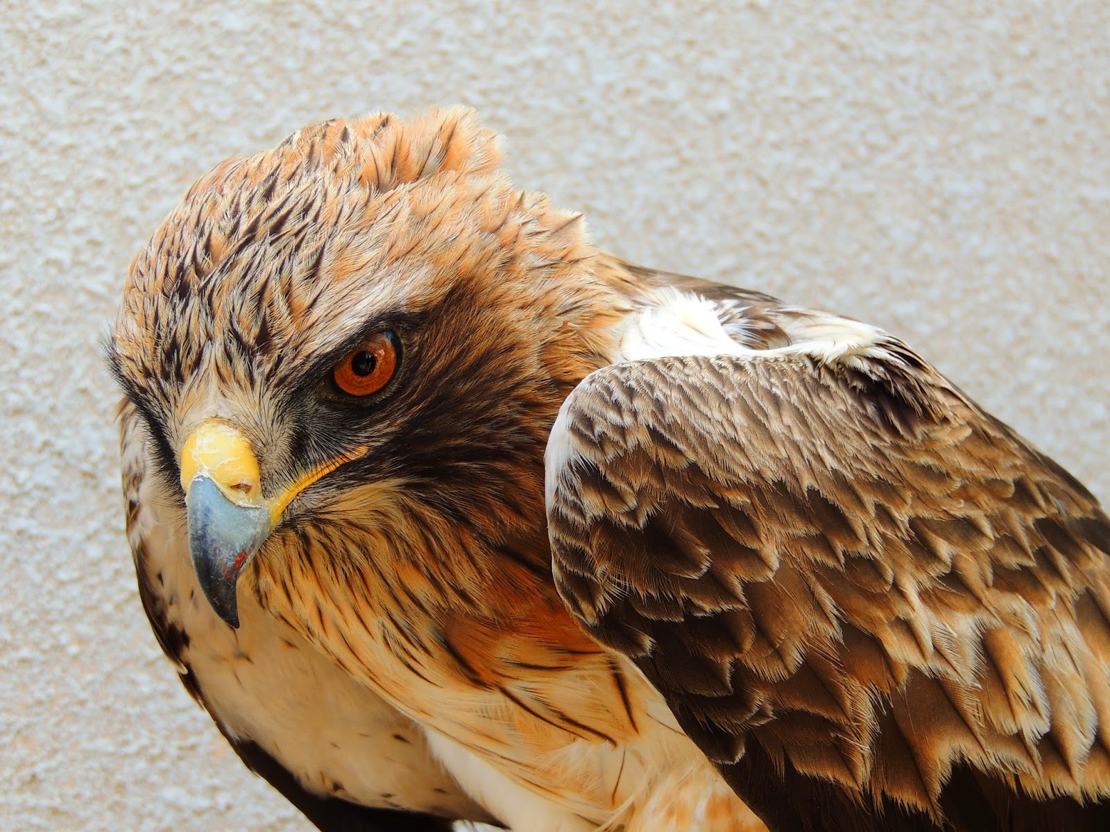 Kibbutz Lotan Birding Center: First Eagle in the net - a Booted Eagle