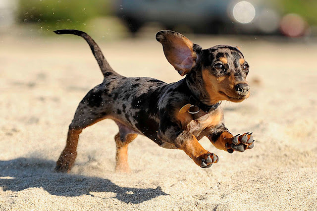 The Long and Short of it All: A Dachshund Dog News Magazine: Dachshund ...