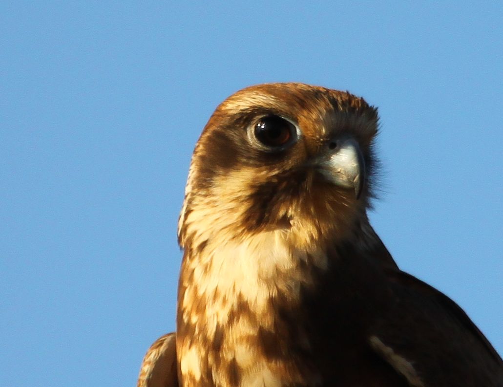 Richard Waring's Birds of Australia: Australian Hobby close-up, Brown ...
