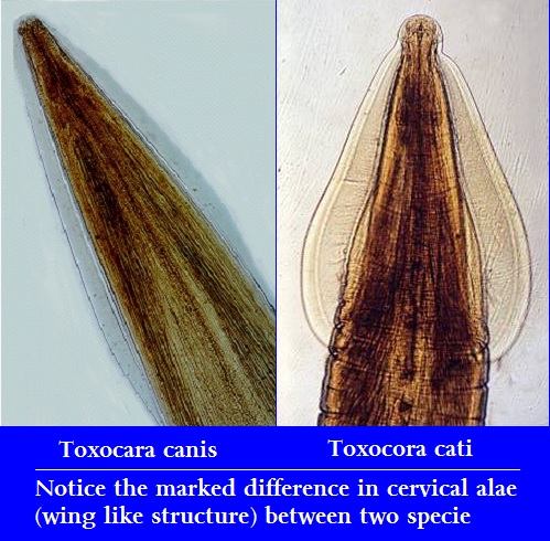 Lecture Notes in Medical Technology: Lecture #2: THE INTESTINAL NEMATODES