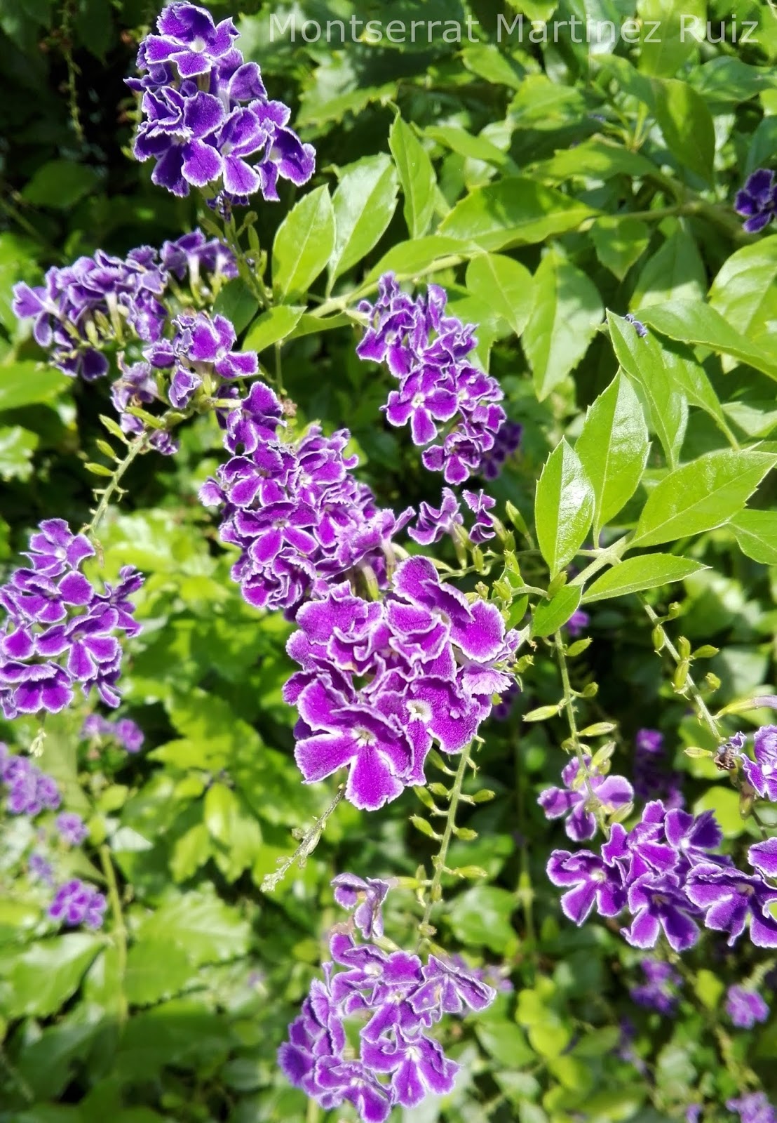 DURANTA, la FLOR CELESTE - BOTÀNIC SERRAT