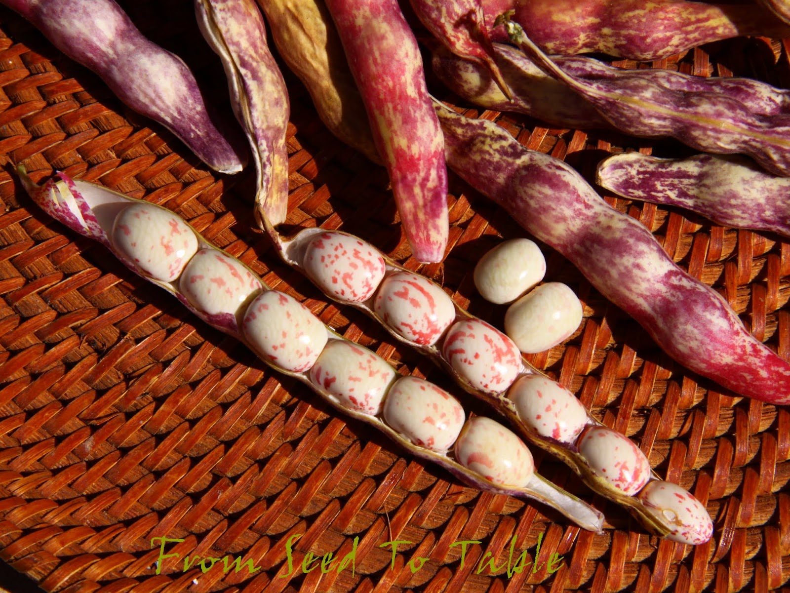 From Seed To Table: Variety Spotlight - Petaluma Gold Rush Beans