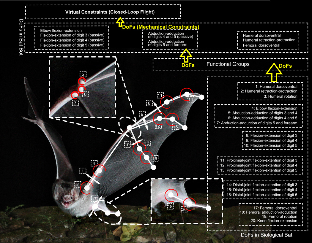 Ciencia en Canoa, by Vanessa Restrepo Schild. : A biomimetic robotic ...