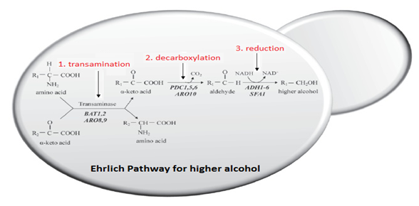 Learn wine with WINE CHEMISTRY: Part 6 - Higher alcohols