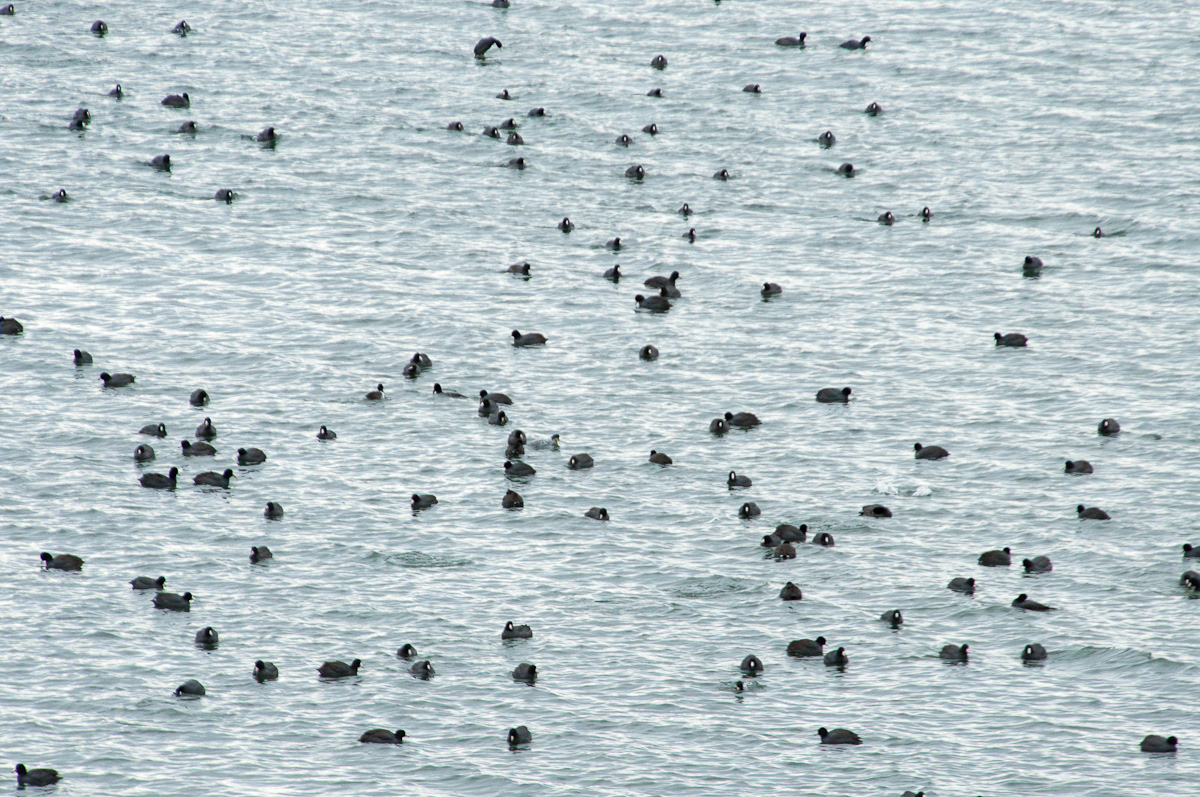 A Tree Falling: Audubon Christmas Count