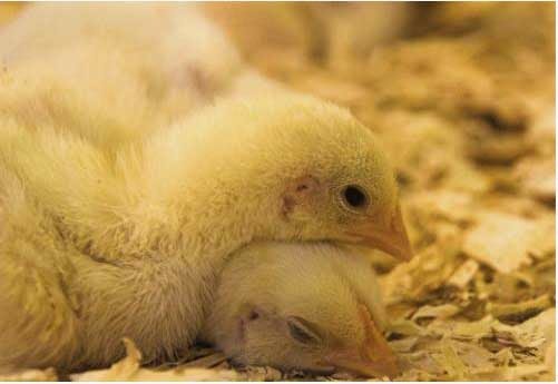 A Guide to Artificial Incubation of Poultry Eggs