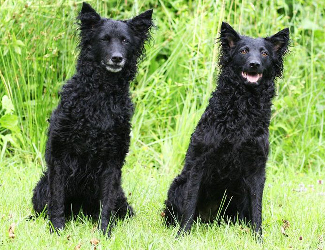 dog side stories: Hrvatski Ovcar / Croatian Sheepdog (Ποιμενικός Κροατίας)