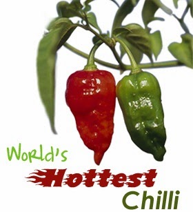 #KHABARLIVE BLOG: Hot Spice: 'Naga Mircha', The Hottest Spice Of The World