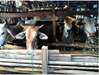 KARAKTERISTIK DAN PERAWATAN SAPI PERANAKAN ONGOLE (PO) - Rumah Petani