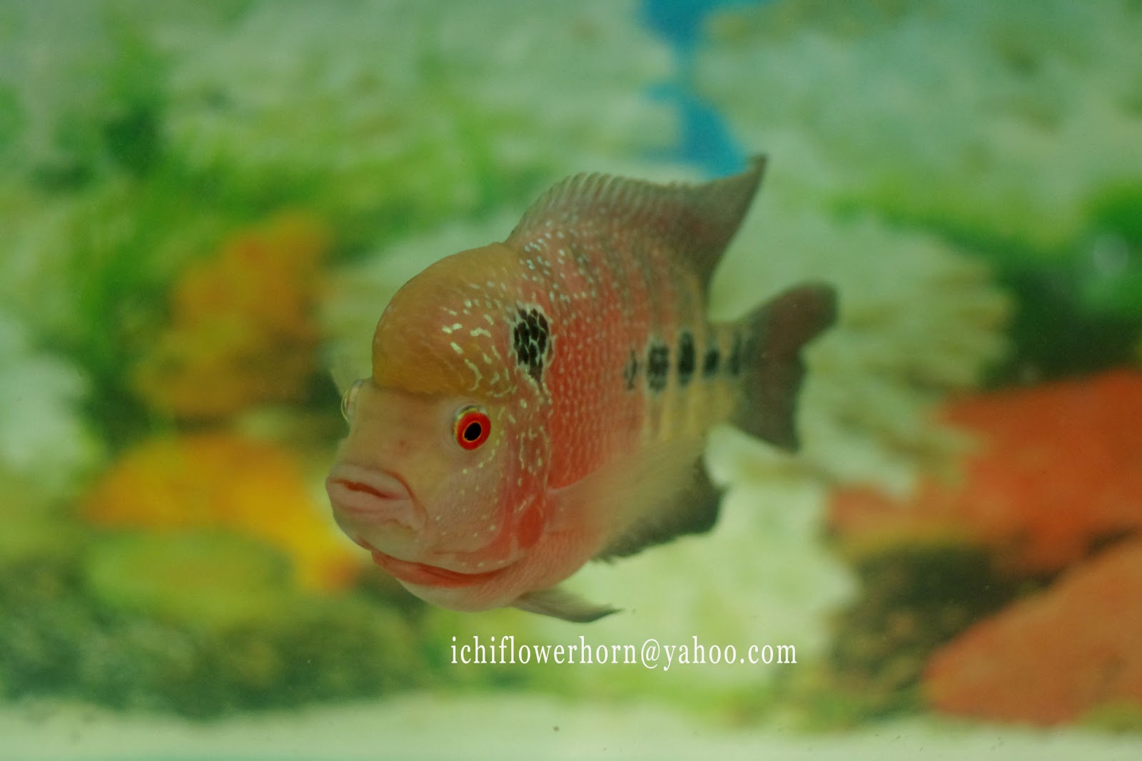 Flowerhorn The Hybrid Cichlids: Louhan Cencu - Ichiflowerhorn 004