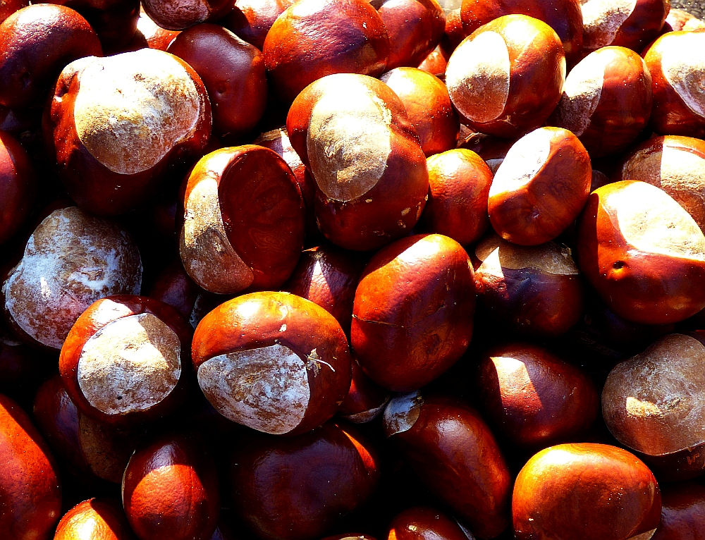 Cumbria Wildscapes: Horse Chestnut Conkers