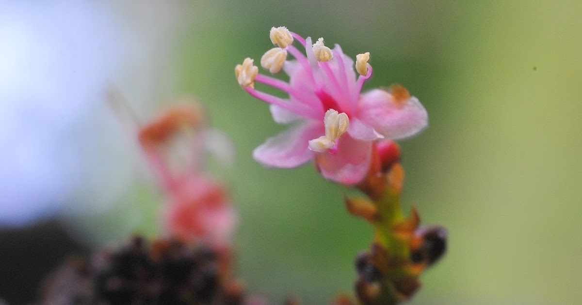 mieziephotography: Bunga buah katak puru