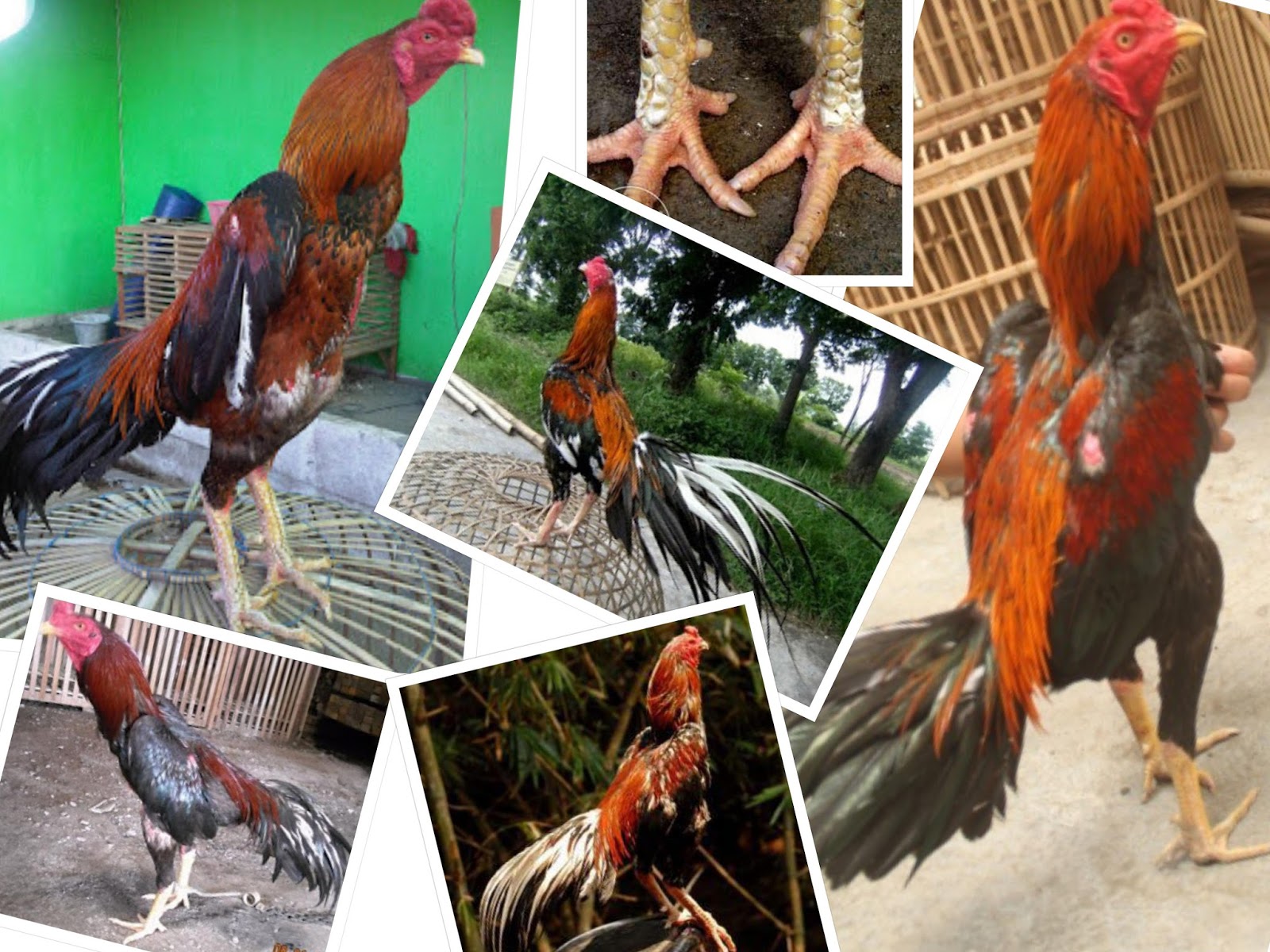 TOKO SPONEVA: ADU AYAM / SABUNG AYAM - GEBER RING ARENA AYAM ADUAN