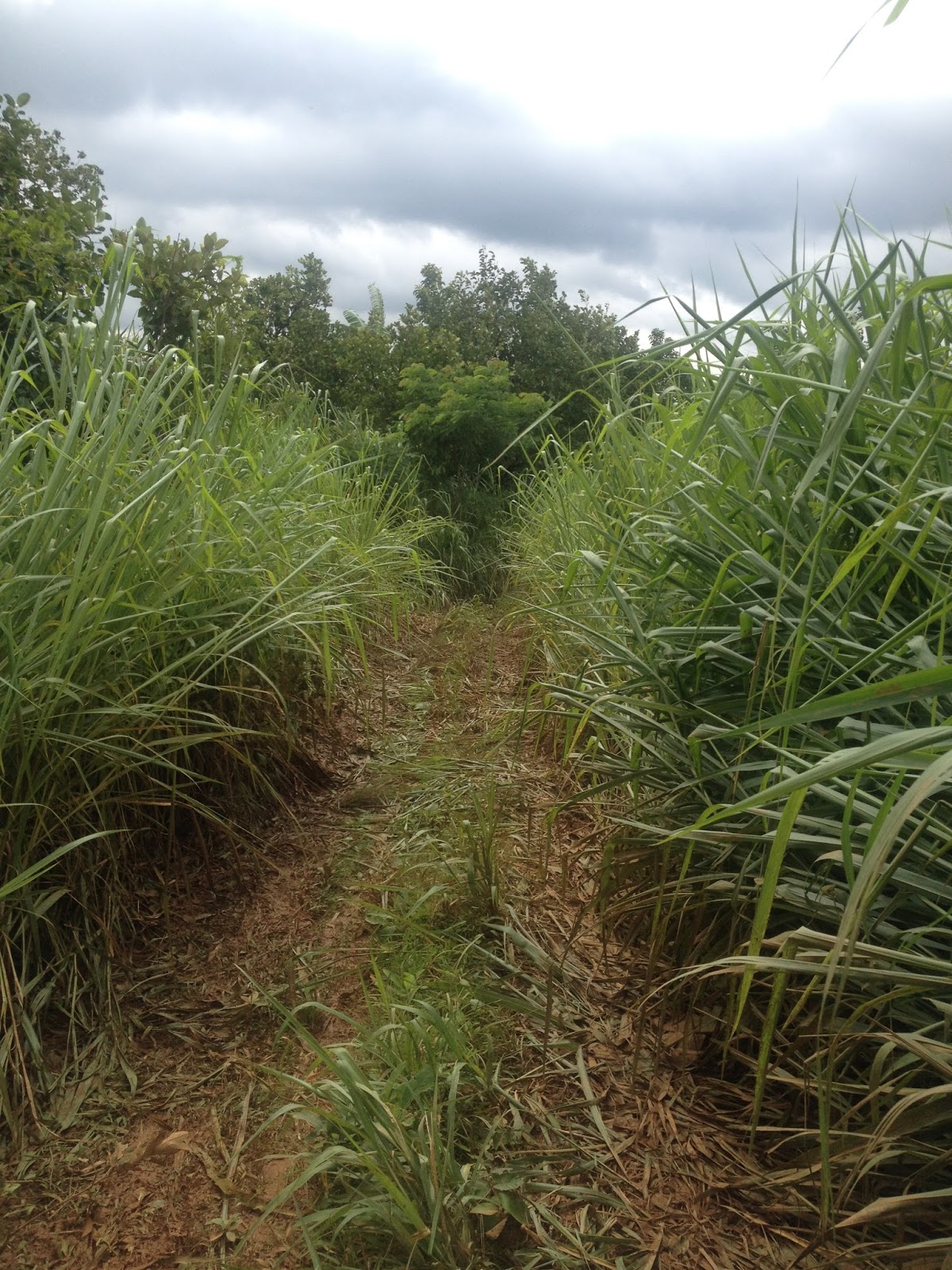 Skookum Mountaineers: Mt. Parawagan (Traverse) - A mountain in Wawa ...