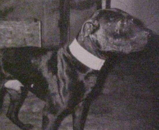 freePitbull: A.P.B.T. GATOR