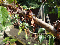 Love My Garden: Bacterial Canker on Ornamental Cherry Tree