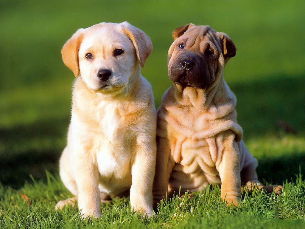 Cuidado de las Mascotas