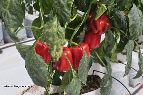 mrkumai.blogspot.com: Lada Benggala @ Capsicum Merah di Brinchang